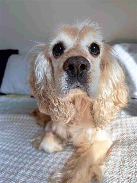 Coco 7 8 Year Old Male Cocker Spaniel Available For Adoption