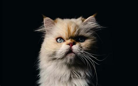 Persian Kittens
