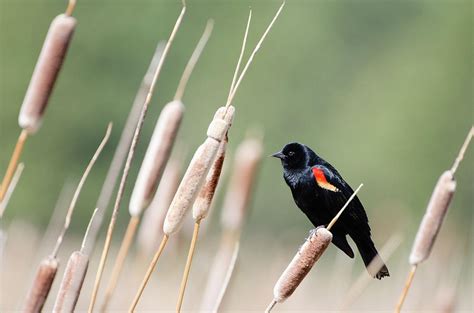 Red Winged Blackbird On Cattail Photograph By Michael Erb Fine Art