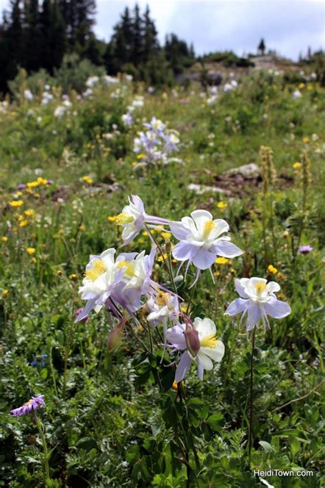 The Snowy Range In Living Color Wildflowers In Wyoming