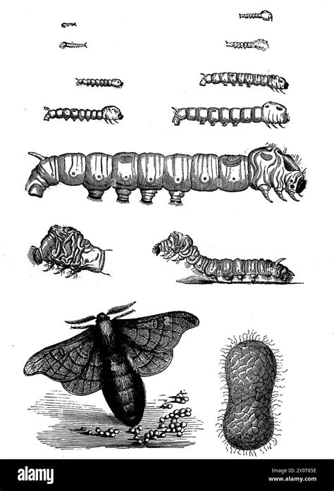 Illustration Of The Life Stages Of The Silk Moth Bombyx Mori The