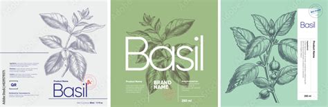 Three Elegant Labels Showcasing Basil Plant Illustrations In An