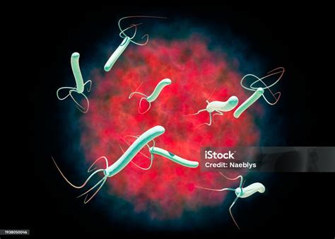 Helicobacter Pylori Is A Gramnegative Flagellated Helical Bacterium