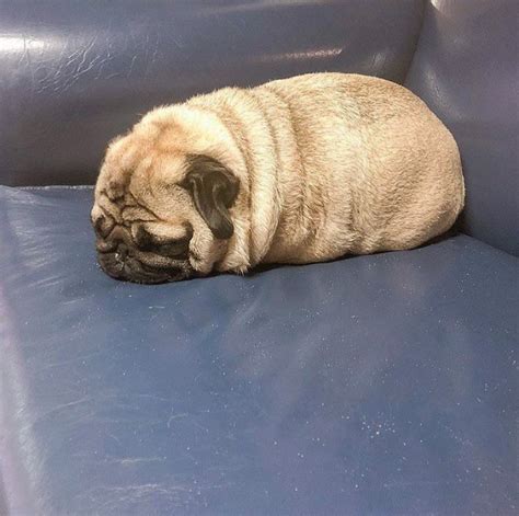 Omg Happy Hump Day Hosted By Pug Loafs Omg Blog