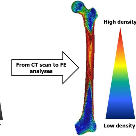 Femur Bone Density Mapping Subject Aa Download Scientific Diagram