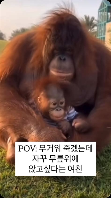 연애밈 With 숭이들 다 찍었엉 커플 짤 웃긴 짤 여친 원숭이 오랑우탄 연애툰 커플짤 침팬지 웃긴영상 연애 유머 팔로우 힐링 유머