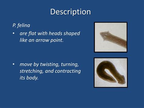 Ppt Planaria A Flatworm Powerpoint Presentation Free Download Id