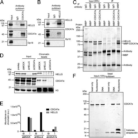 Hells And Cdca7 Comprise A Bipartite Nucleosome Remodeling Complex