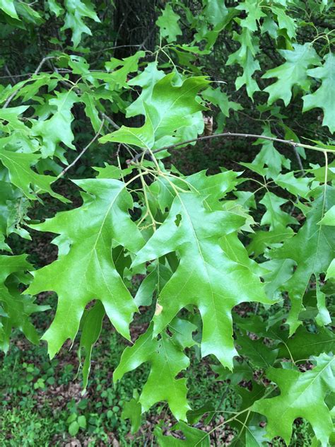 Quercus Pagoda Trees And Shrubs Of The Atlanta Beltline Eastside Trail