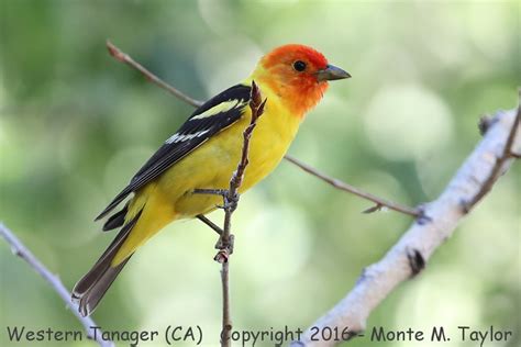 Western Tanager