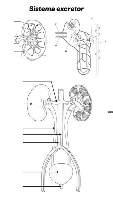 Partes Del Sistema Urinario