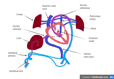 Schematic Representation Of Fetal Circulation Circuit Diagram