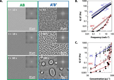 A Temporal Evolution Of The Phase Separation Of Protein Dispersion At