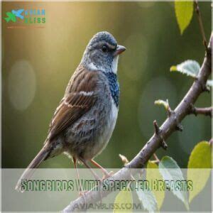 Birds With Speckled Breasts Spot And Identify These Unique Species