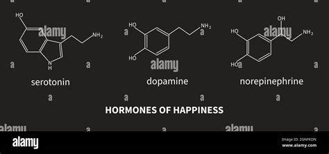 Serotonin Dopamine And Norepinephrine