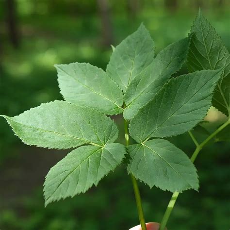 Ground Elder Identification Guide Environet