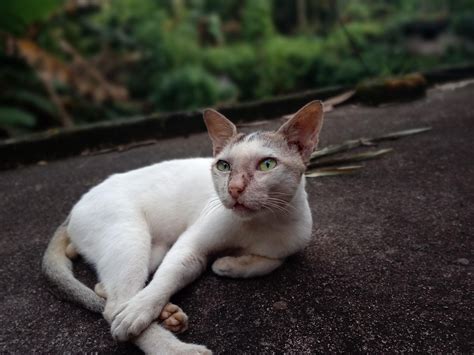 100000 Free Cute Pussy And Cute Images Pixabay