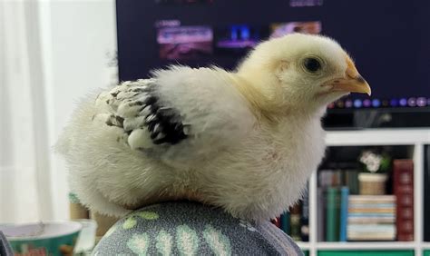 Kubernetes Operators 101 A Hands On Tale Of Go Crds And Redis