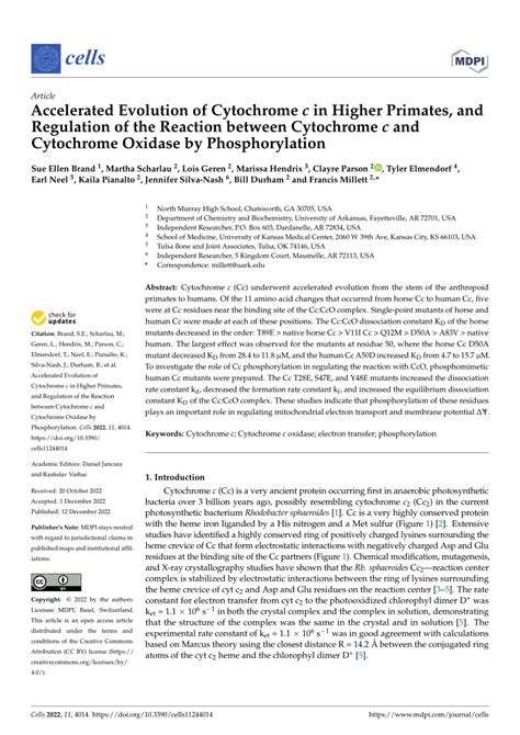 Pdf Accelerated Evolution Of Cytochrome C In Higher Primates And Regulation Of The Reaction