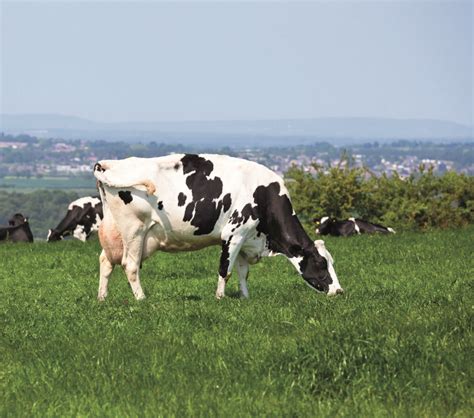 Striking The Balance Between Grass Utilisation And Cow Performance