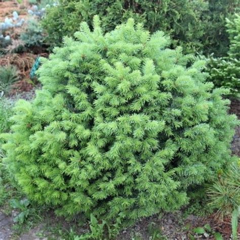 Brad Argintiu Pitic Green Globe Pepiniera Gradina Verde Doropad