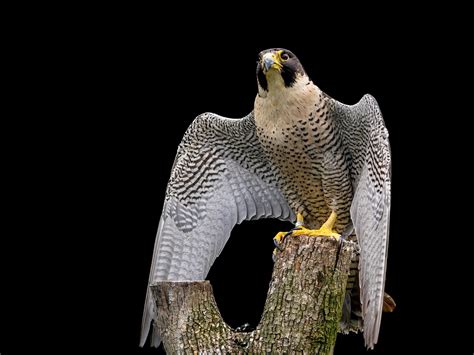 Rapace Falco Pellegrino Foto Gratis Su Pixabay Pixabay