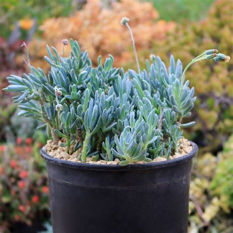 Shop Dwarf Blue Chalk Sticks Senecio Serpens Care And Info Planet