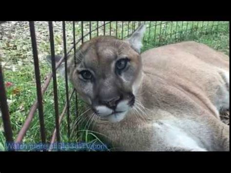 Cougar Sounds 49 Seconds Youtube