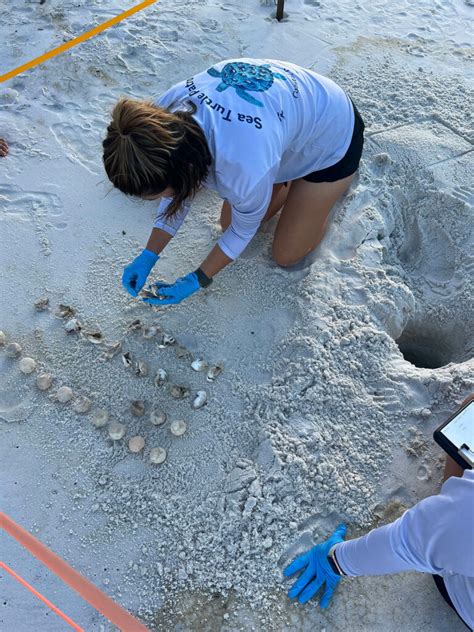 158 More Loggerhead Sea Turtle Hatchlings Emerge From Two Nests On Okaloosa Island