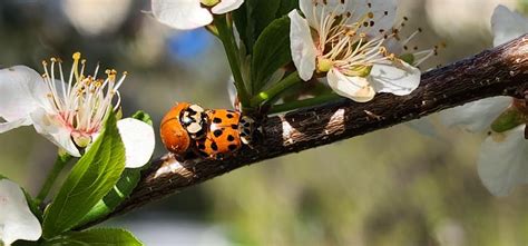 Ladybugs Humping On A Plum Tree Rmildlyinteresting