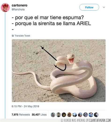 Las Viboras Memes A Las Serpientes Y Envidiosos