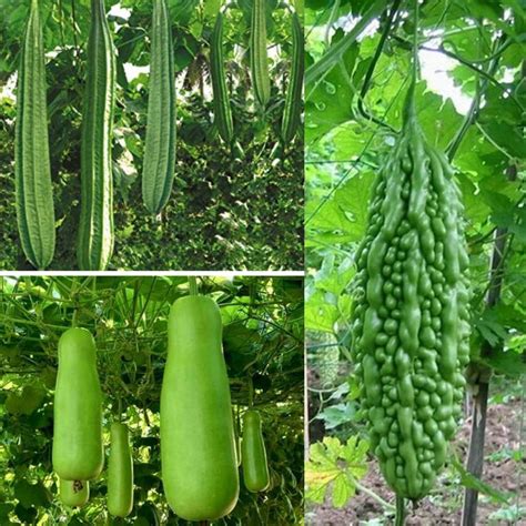 Bottle Gourd Creeper Plant