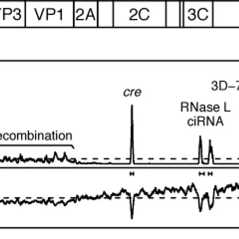 Synonymous Site Variability In Veev Top—map Of The Veev Genome Download Scientific Diagram