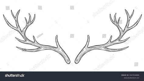 Deer Antler Illustration