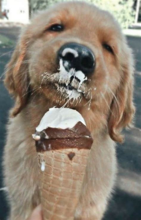 25 Teddy Bear Dog Breeds Shichon Morkie Cockapoo Artofit