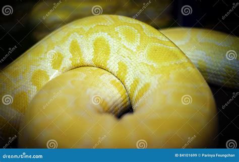 Skin Of Gold Pythonreticulated Python Python Reticulatus Cl Stock