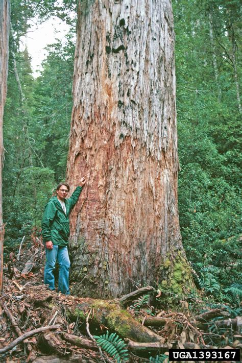 Messmate Stringybark Eucalyptus Obliqua Myrtales Myrtaceae 1393167