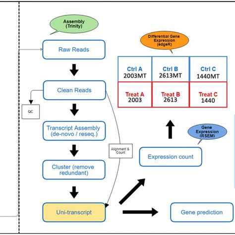 Rna Seq Workflow Chart The Major Procedures Were Sketched The