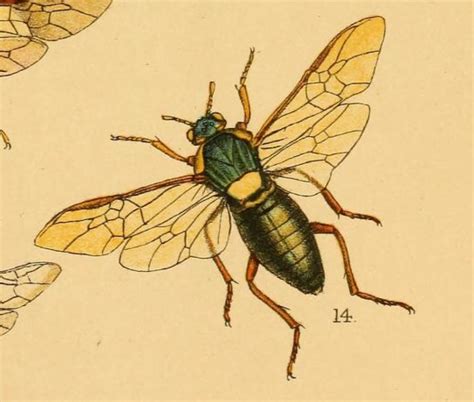 Perga Dorsalis Vs Perga Affinis — Life In A Southern Forest