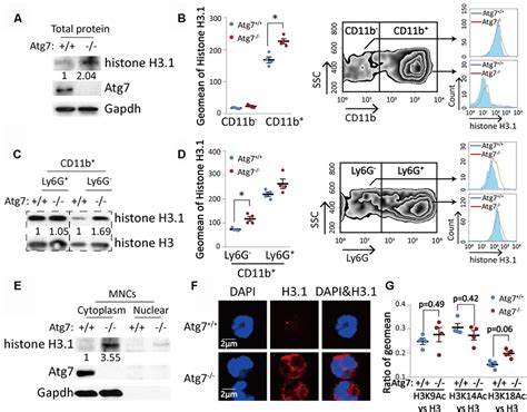 atg7 deletion accumulated histone h3 1 protein with incorrect