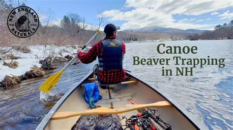 Beaver Trapping Via Canoe In New Hampshire With New England Naturals
