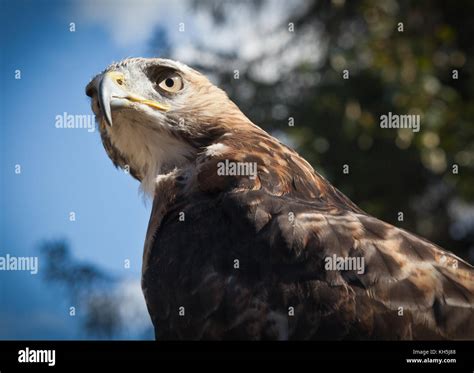 Red Tailed Hawk Staring At The Kroschel Films Wildlife Center In