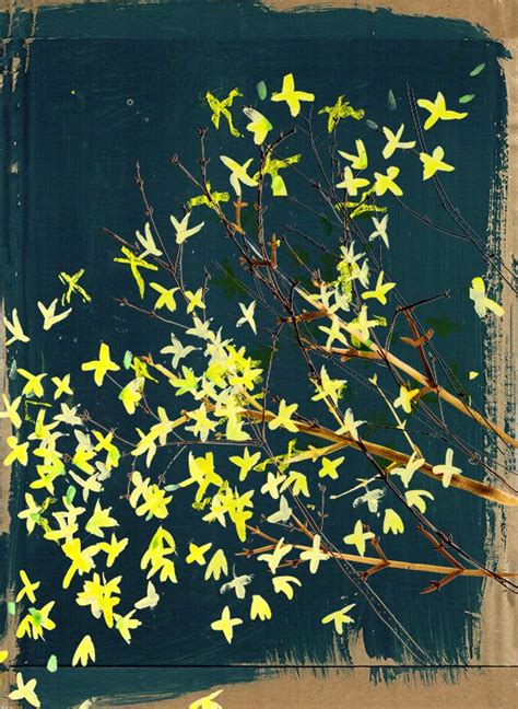 Forsythia · Laura Mckendry