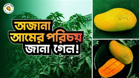 অজানা আমের পরিচয় অবশেষে উন্মোচিত Mango Men Bangladesh Youtube