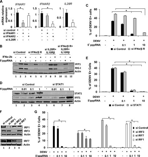 5 Ppprna Induced Antiviral Effect Is Irf3 Dependent But Ifnar And