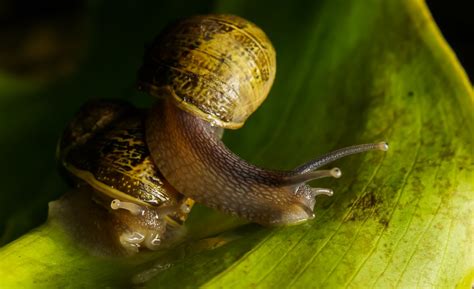 Free Images Nature Photo Wildlife Green Biology Fauna