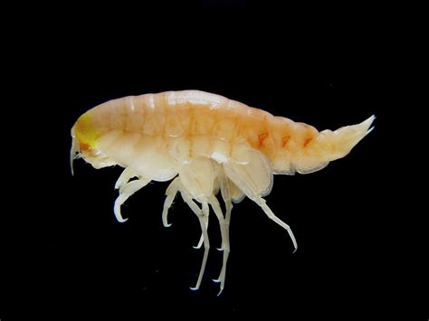 Amphipod Makes Aluminum Armor To Survive In Marine Science In A Drop