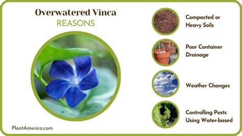 Overwatered Vinca Guide To Reviving The Dying Plant Plant America