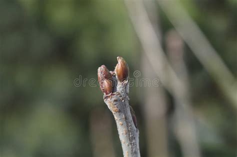 Sorb Tree Stock Image Image Of Tree Garden Spring 311618183