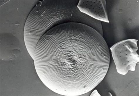 Cyclotella Fottii Силикатна алга Галичица